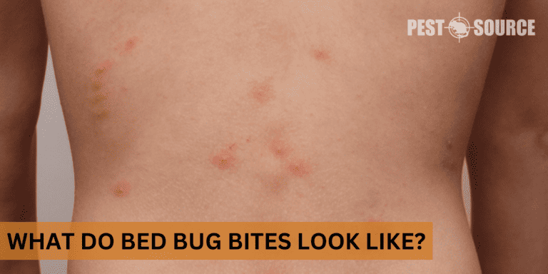 What Do Bed Bug Bites Look Like? - Pest Source